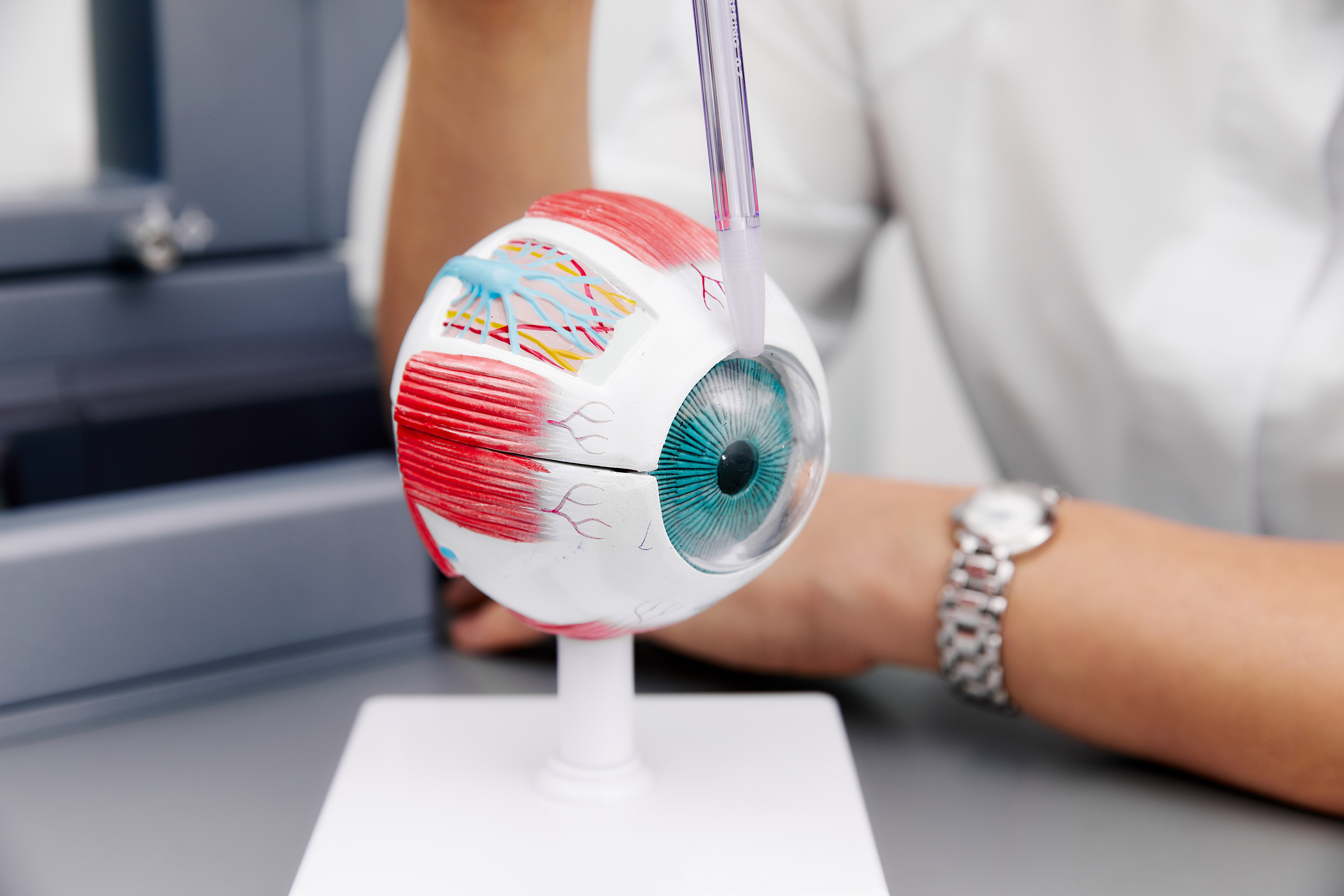 Enlarged anatomical eye model and laboratory samplers » Carolina Vision ...